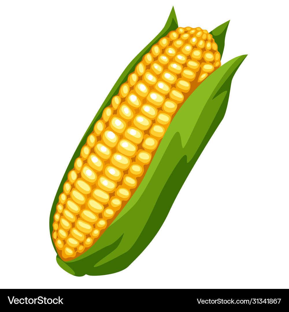 Sweet golden ripe corn Royalty Free Vector Image