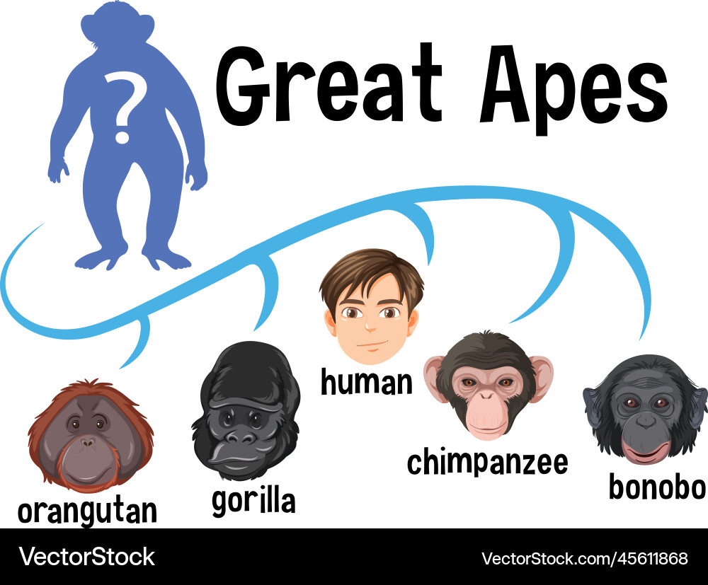 Five different types of great apes Royalty Free Vector Image