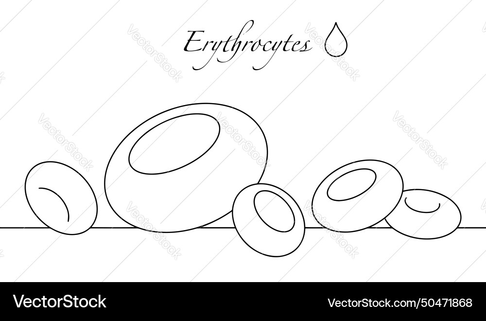 Red blood cells erythrocyte Royalty Free Vector Image