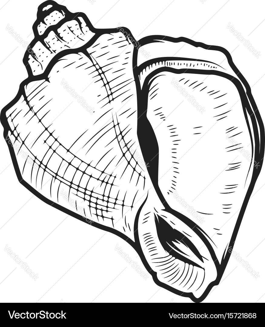 Sea shell isolated on white background design Vector Image