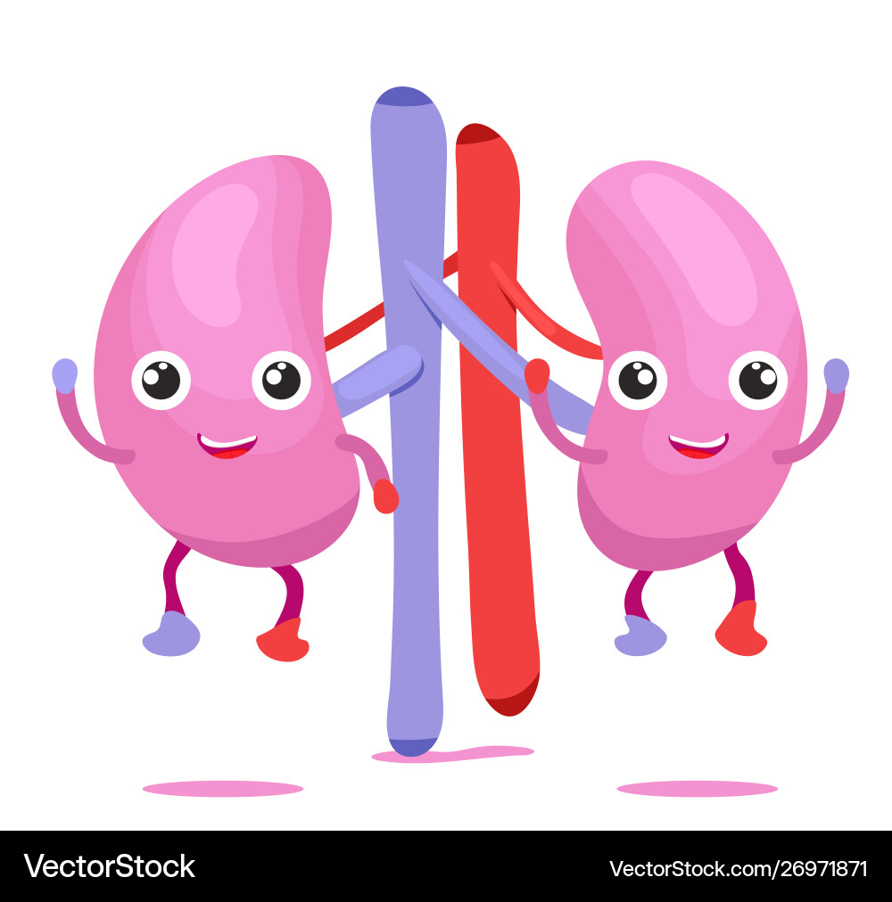 Human Internal Organ Royalty Free Vector Image