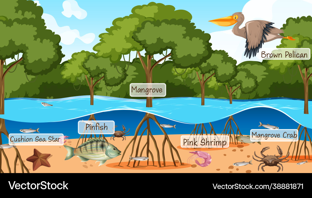 Wild animals with label name in mangrove Vector Image