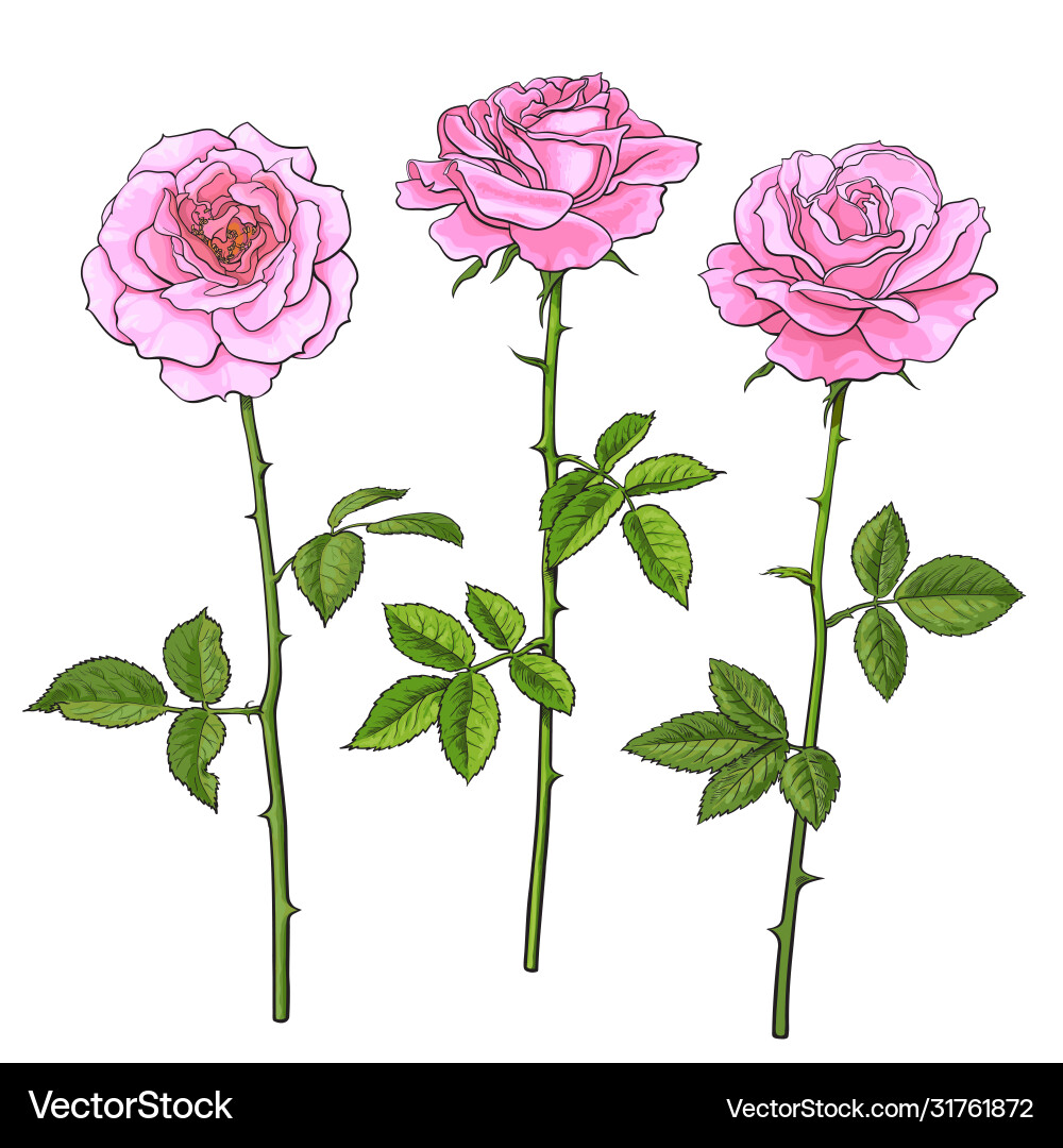 Three pink roses with leaves and stems realistic Vector Image