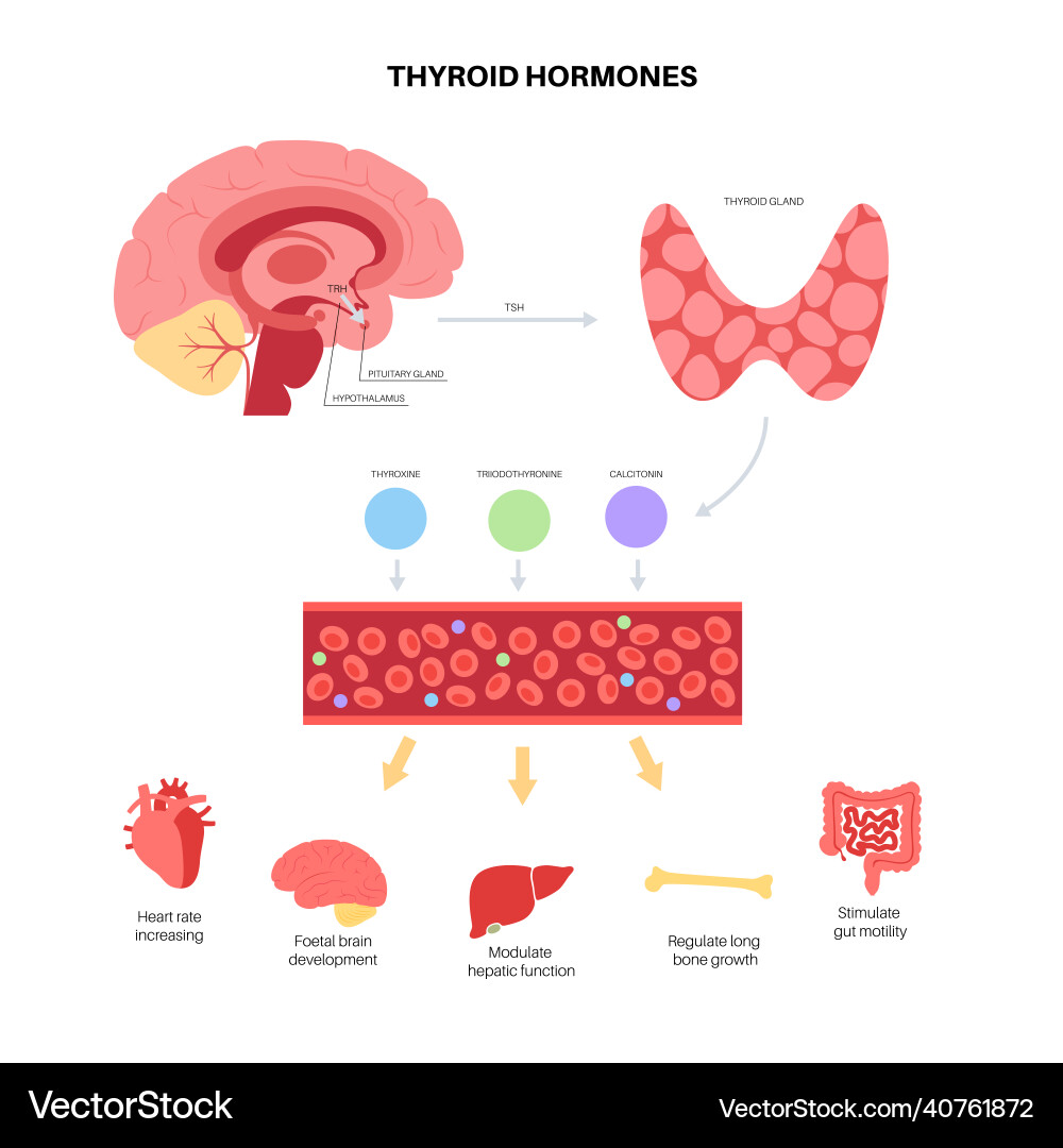 Thyroid Hormone Regulation Royalty Free Vector Image