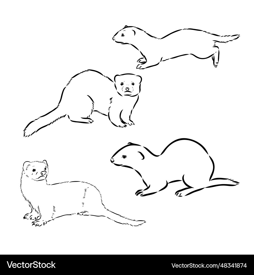 Ferret side view hand drawn doodle drawing sketch Vector Image