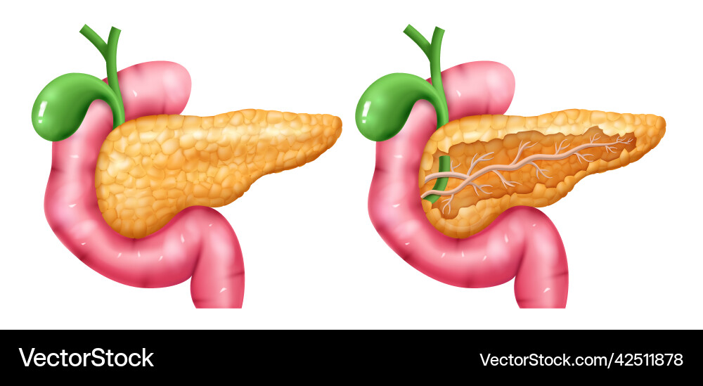Realistic pancreas icon set Royalty Free Vector Image