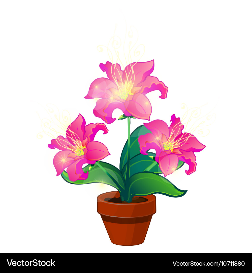 Bright pink magic flowers in pot isolated Vector Image