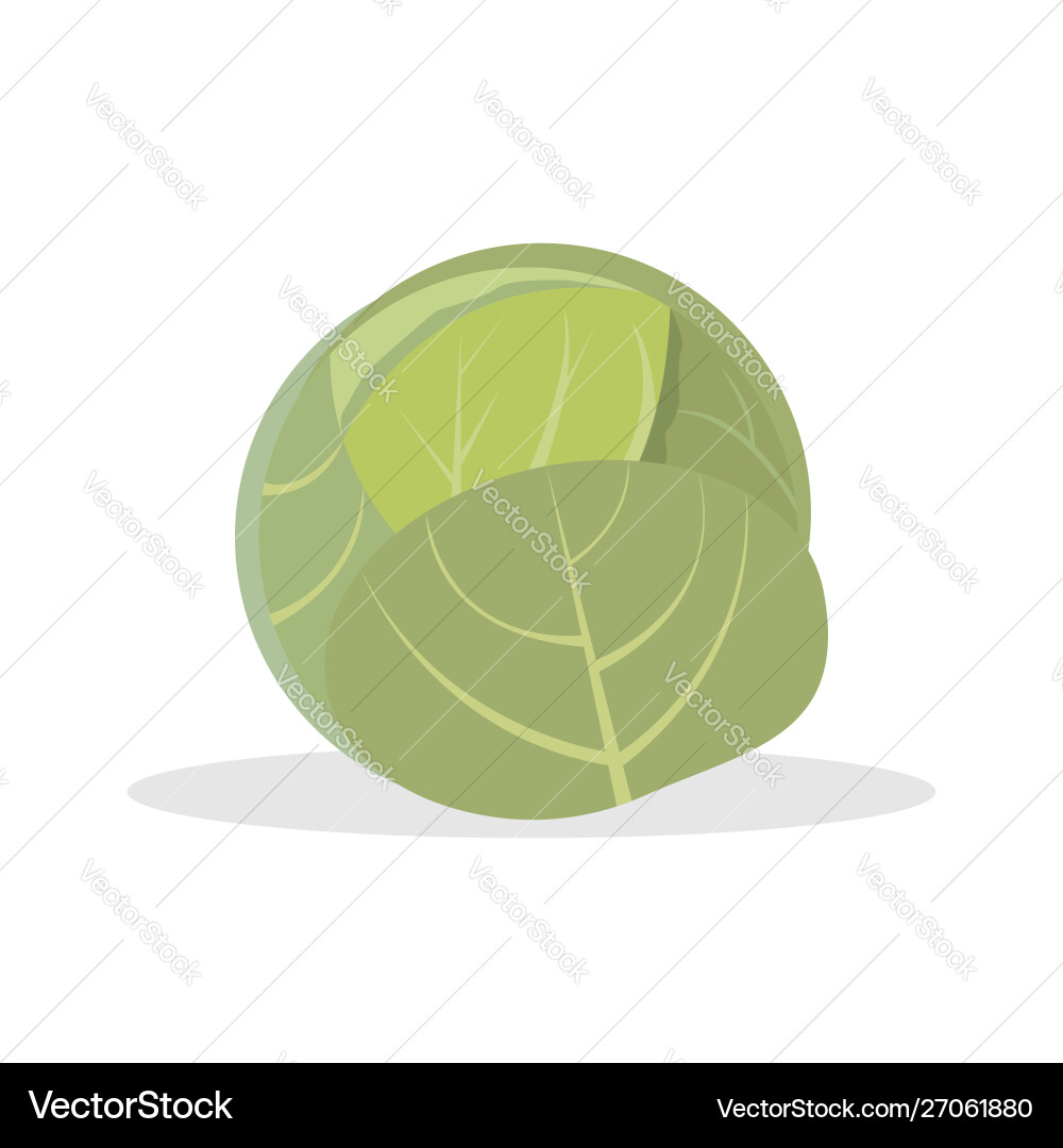 Cabbage isolated on white background Royalty Free Vector