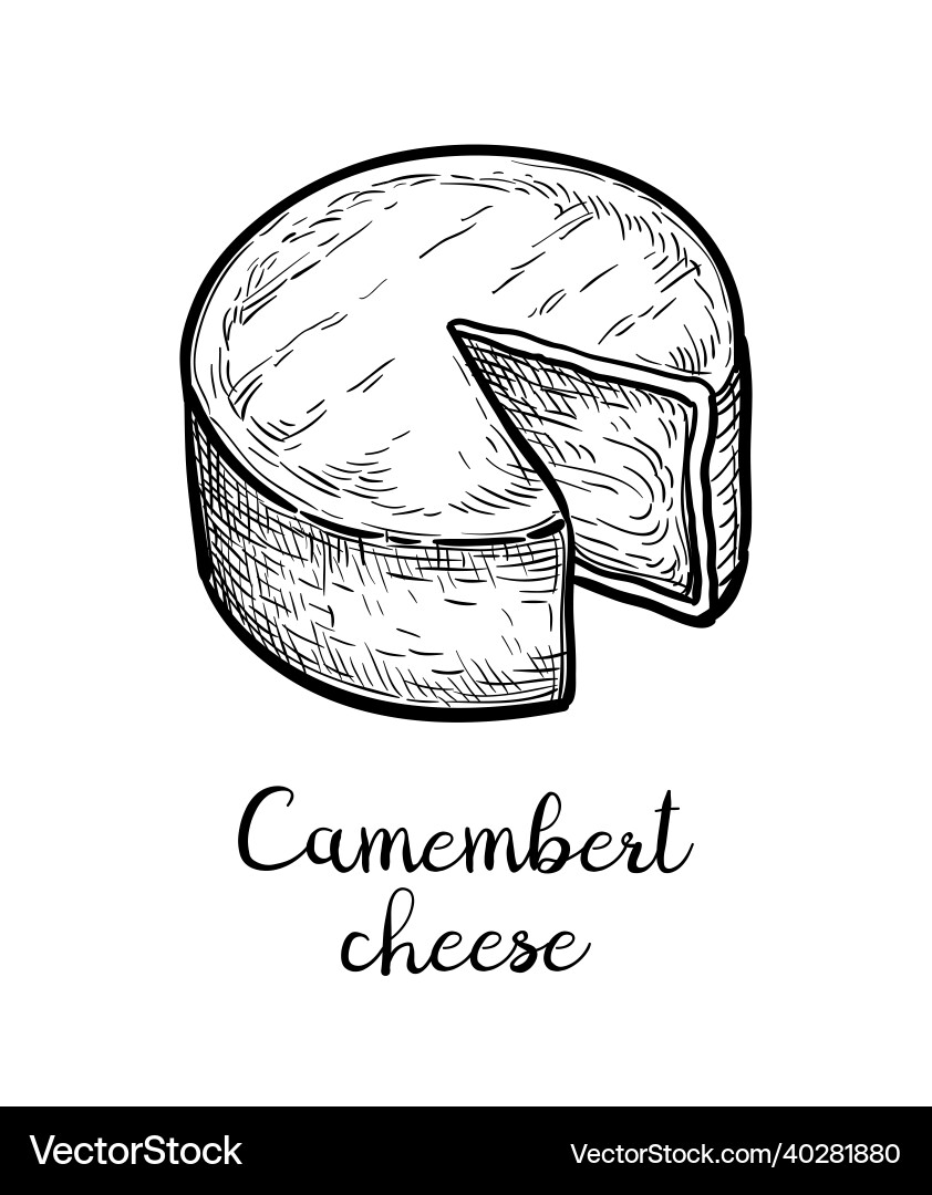 Camembert cheese ink sketch Royalty Free Vector Image