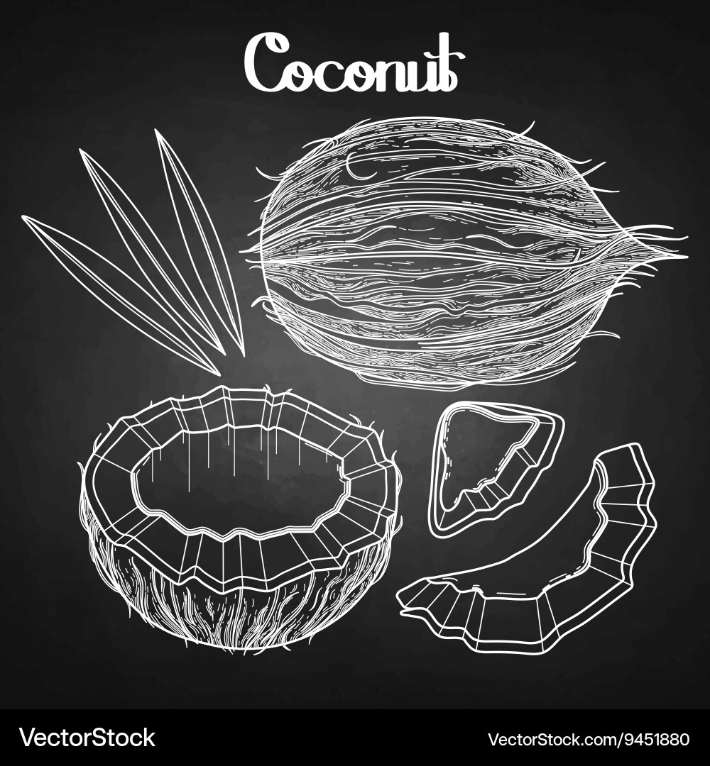 Graphic coconut collection Royalty Free Vector Image