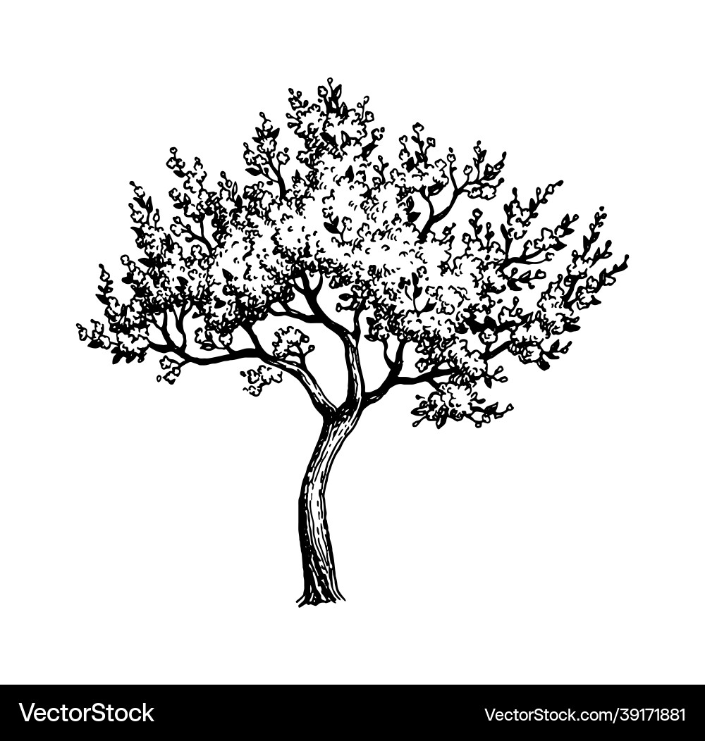 Blooming cherry tree Royalty Free Vector Image