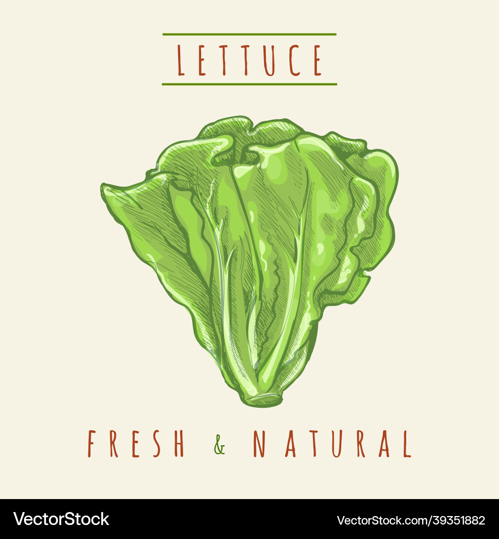 Hand drawing lettuce sketch Royalty Free Vector Image