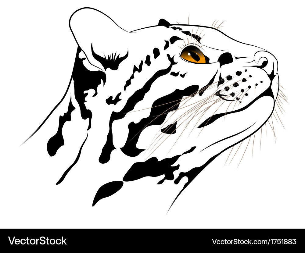 Ocelot Royalty Free Vector Image - VectorStock