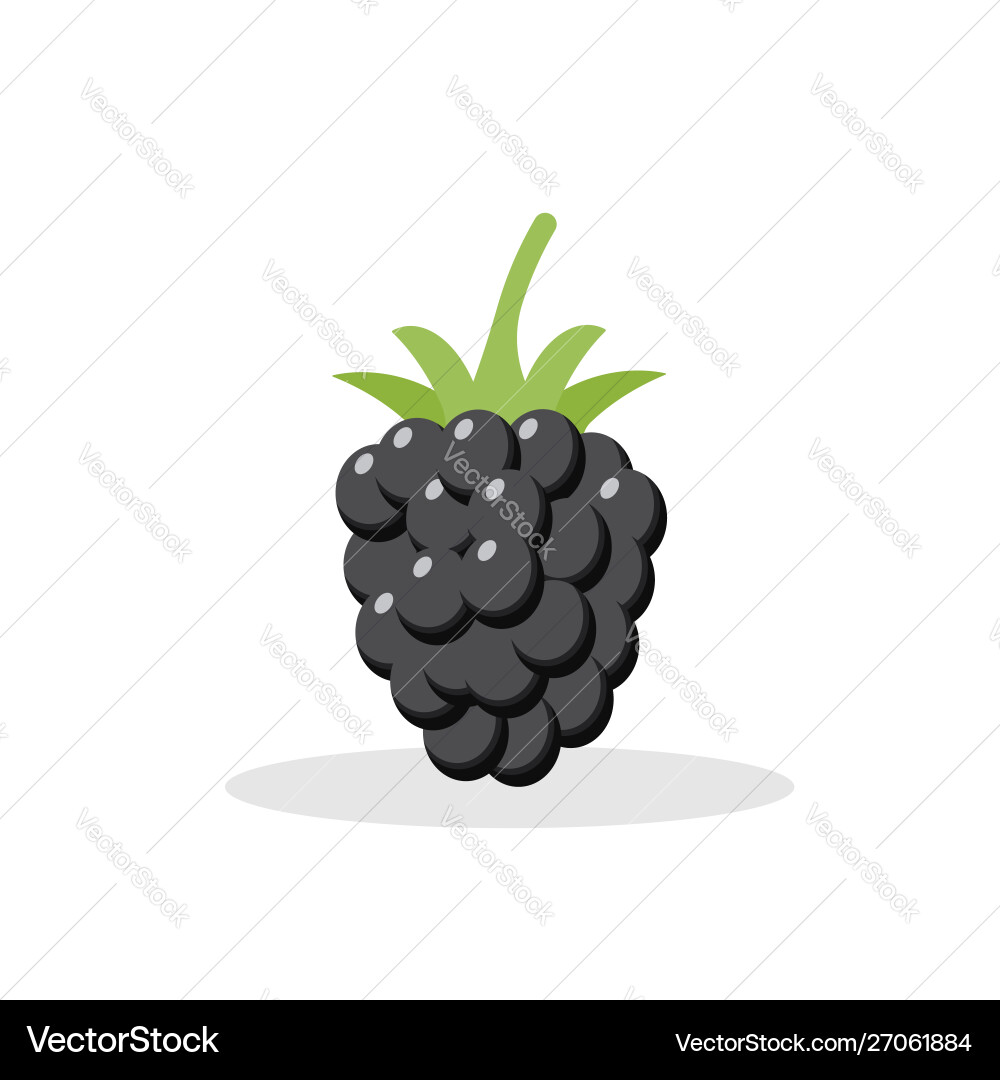 Blackberry isolated on white background Royalty Free Vector
