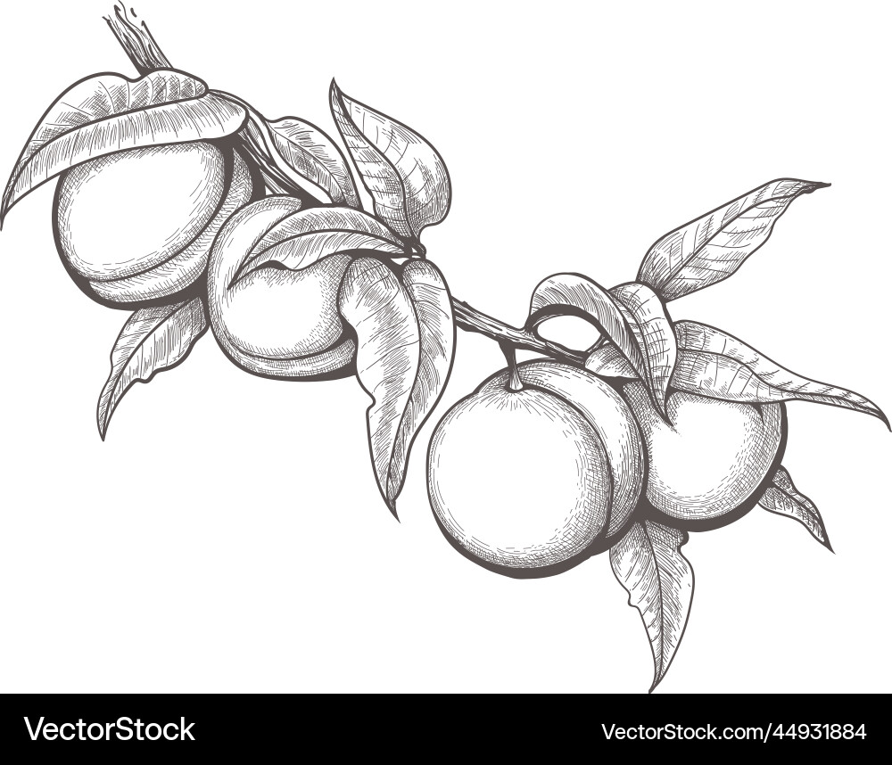 Engraved peach branch Royalty Free Vector Image