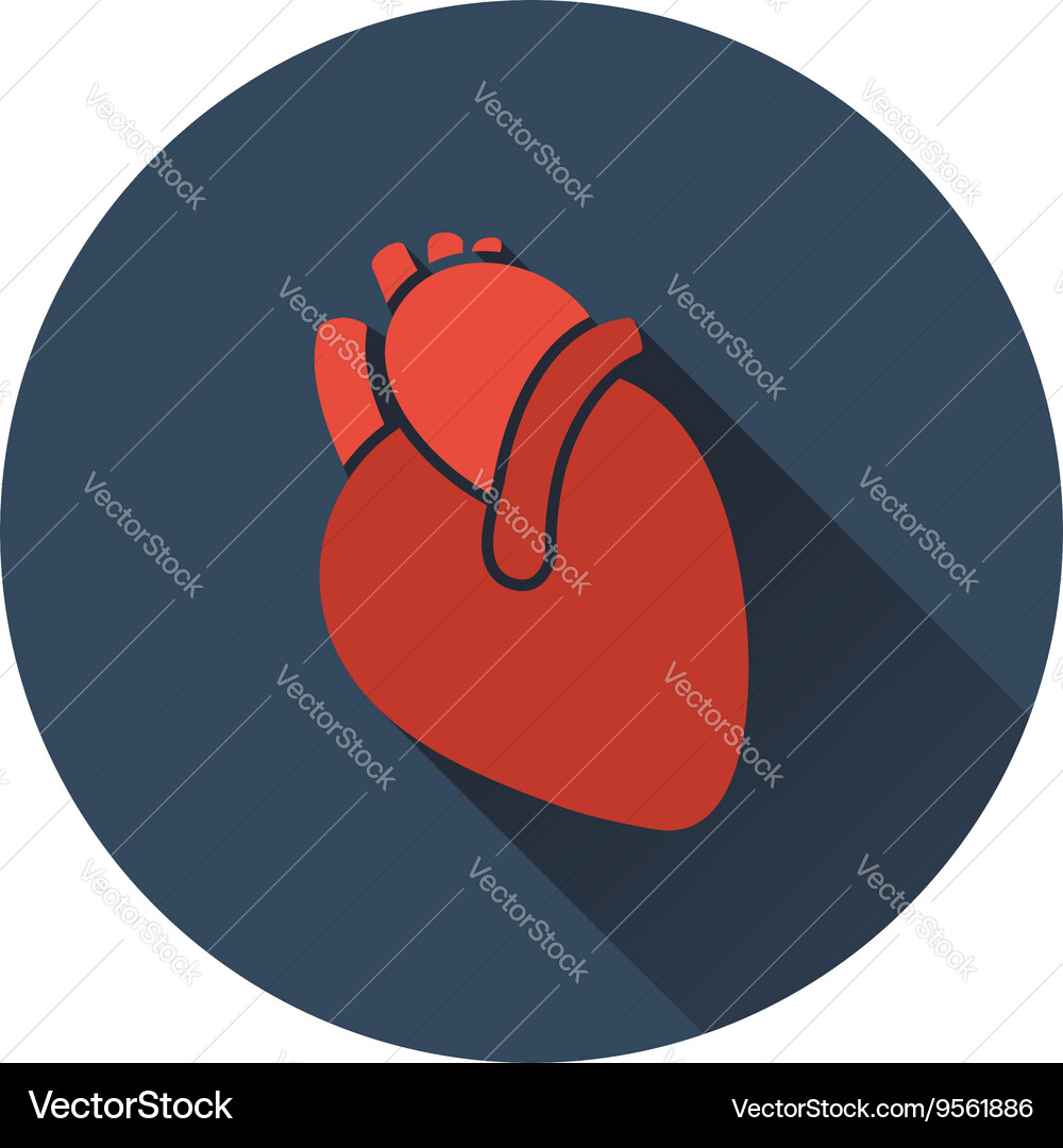Human heart icon Royalty Free Vector Image - VectorStock