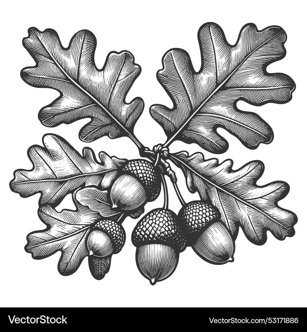 Oak leaves acorns engraving Royalty Free Vector Image