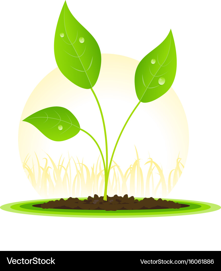 Plant seed growth Royalty Free Vector Image - VectorStock