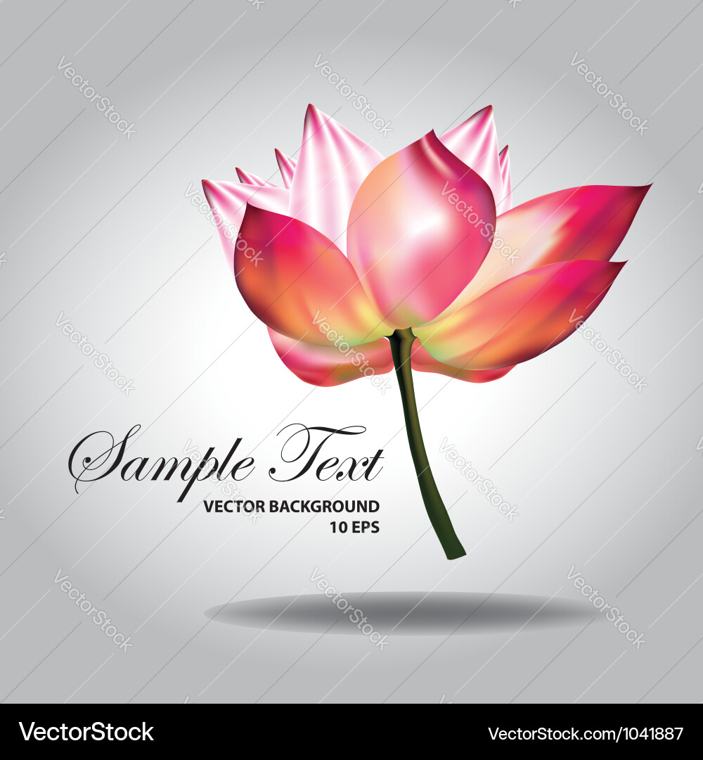 Beautiful pink lotus Royalty Free Vector Image
