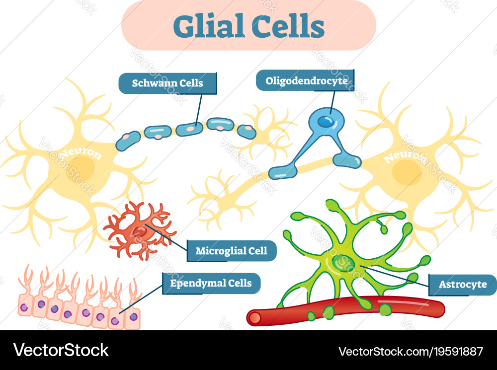 Glial Cell Anatomy Diagram Royalty Free Vector Image