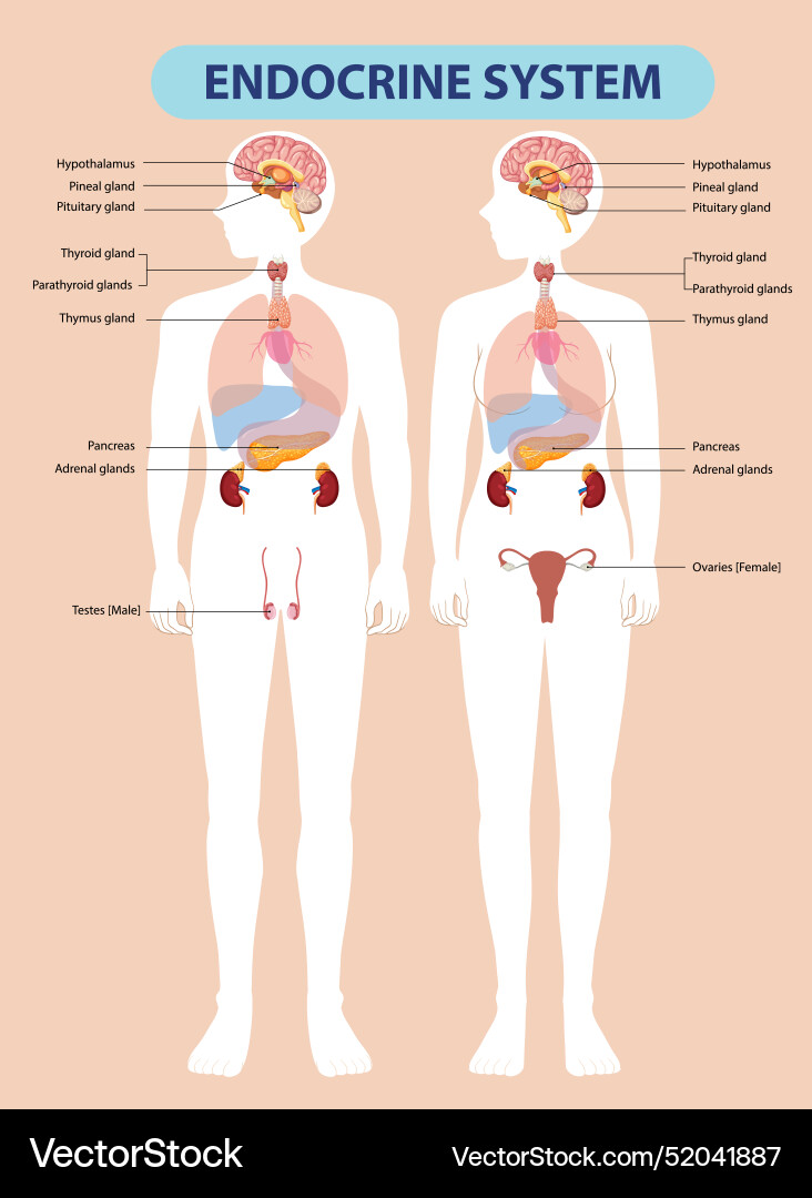 Male and female endocrine systems Royalty Free Vector Image
