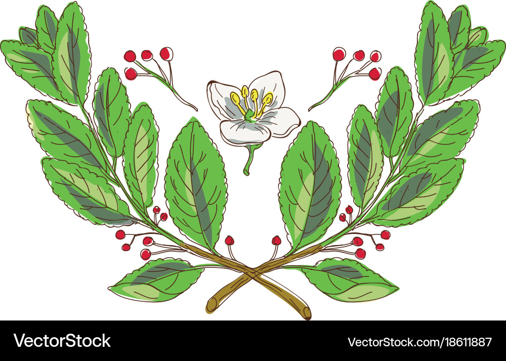 Yerba mate flower leaf and fruit drawing Vector Image