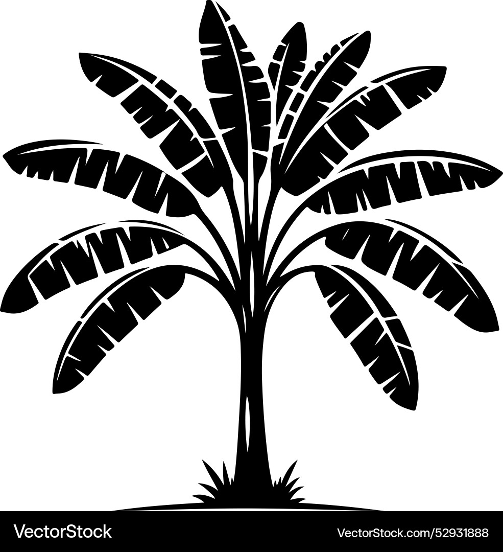 Ornamental banana tree Royalty Free Vector Image
