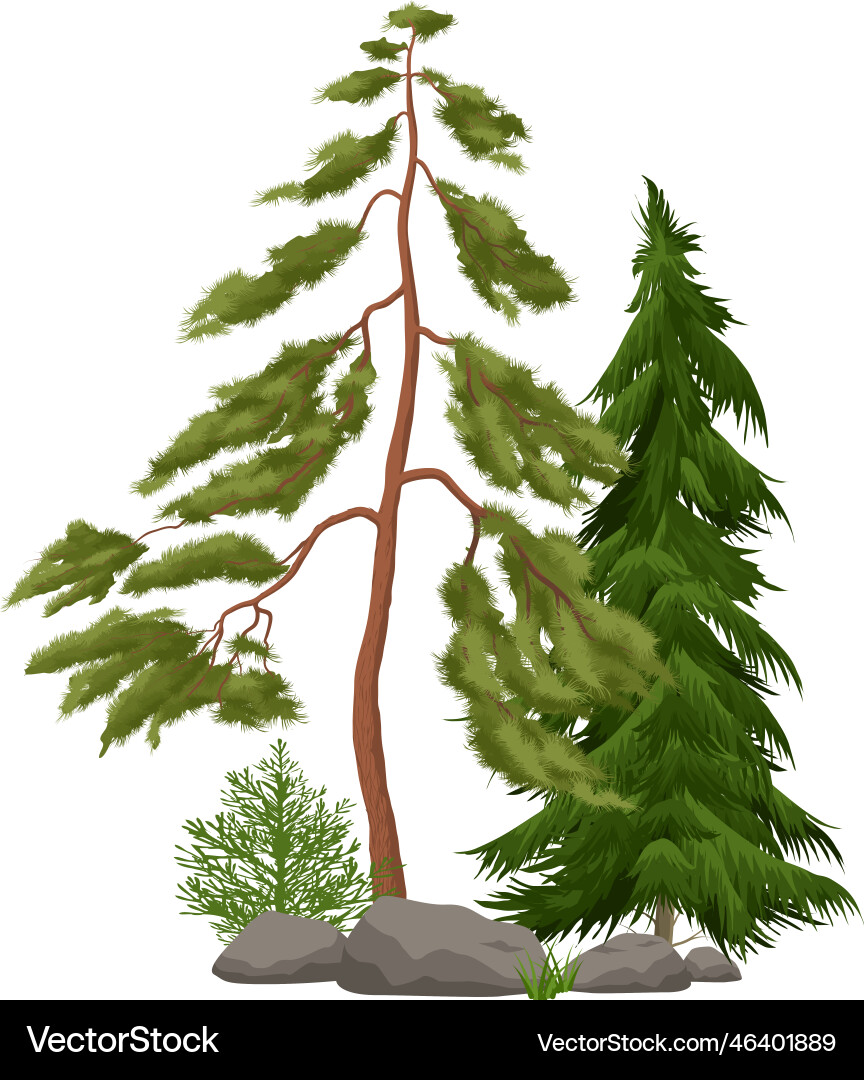 Realistic coniferous trees Royalty Free Vector Image