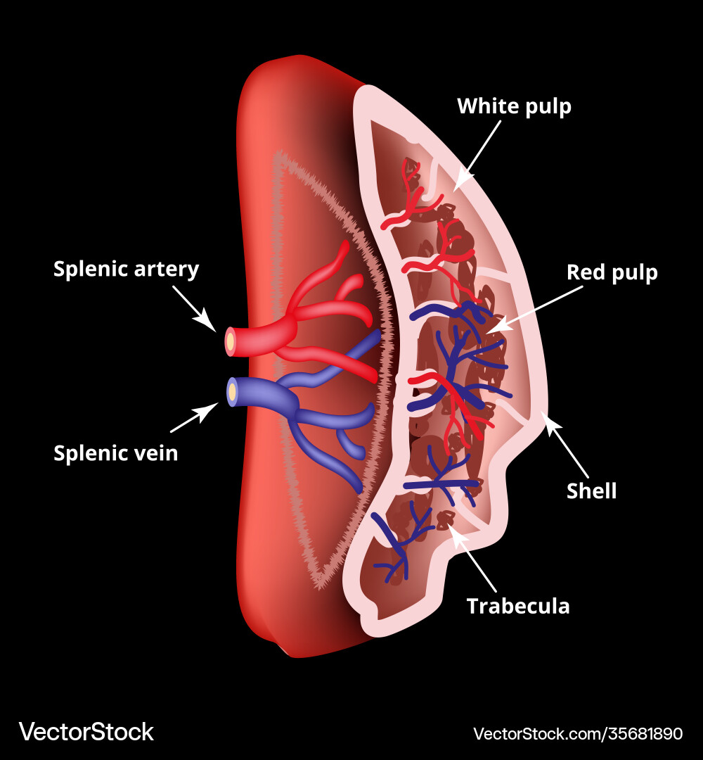 Anatomy Of Spleen