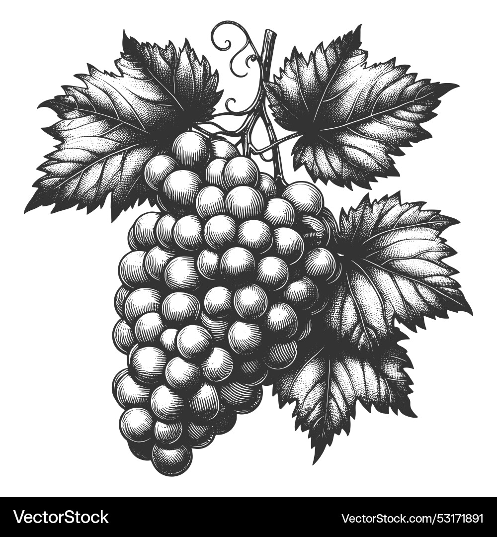 Grapes and vine leaves engraving Royalty Free Vector Image