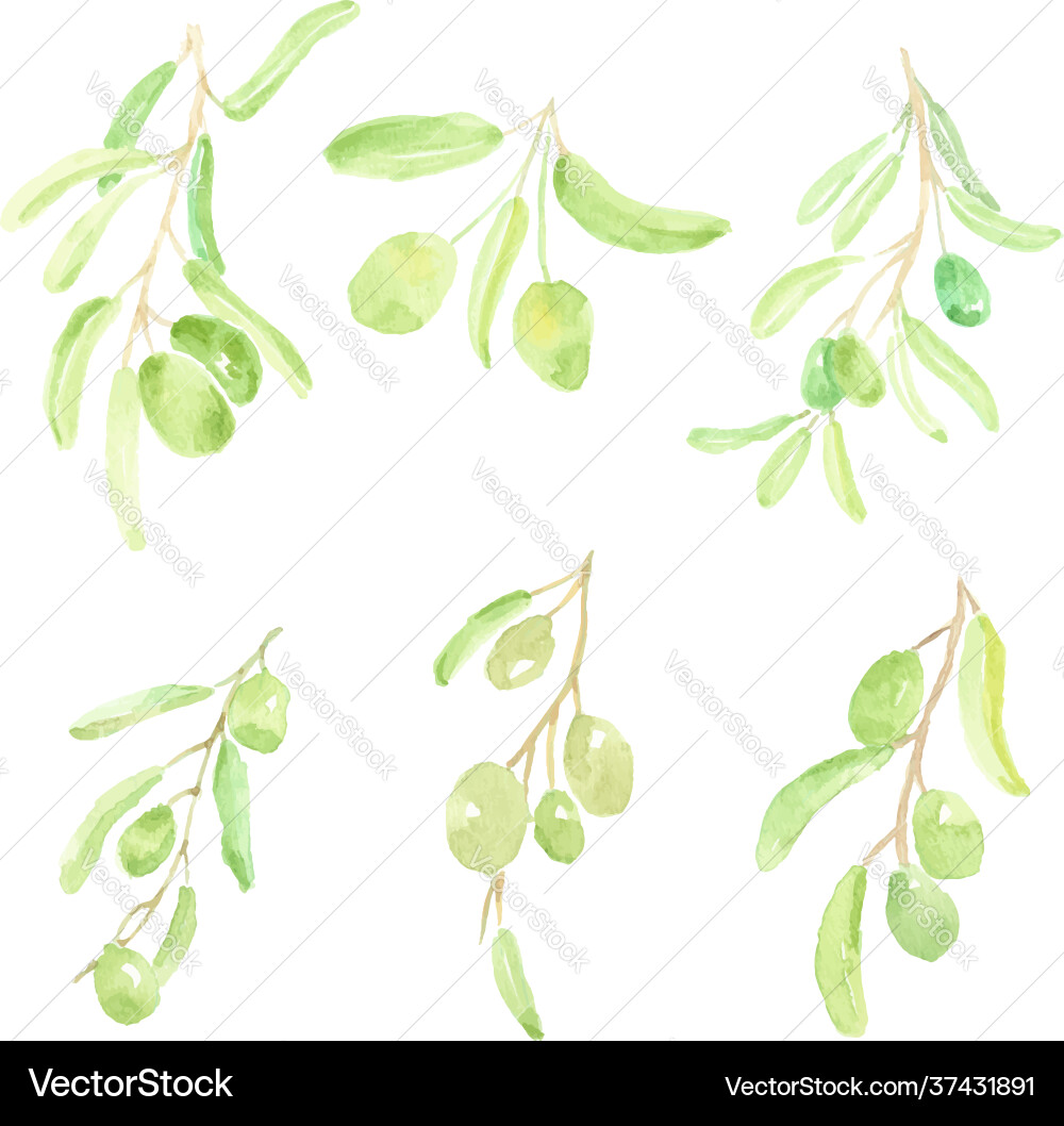 Watercolor hand drawn olive branch elements Vector Image