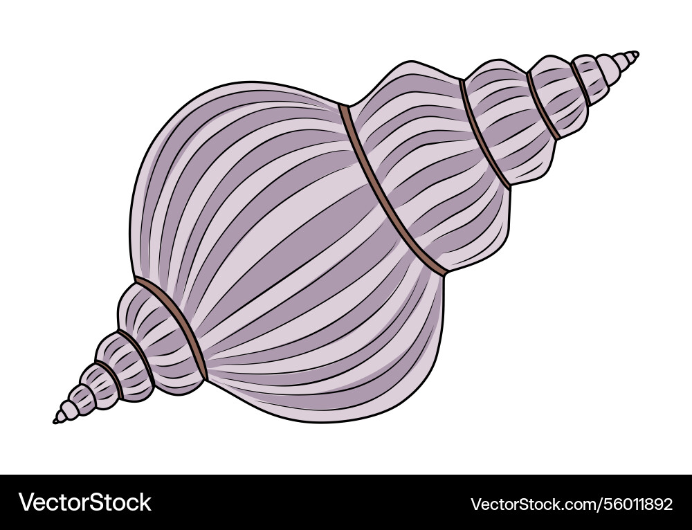 A shell with a purple and white stripe is shown Vector Image