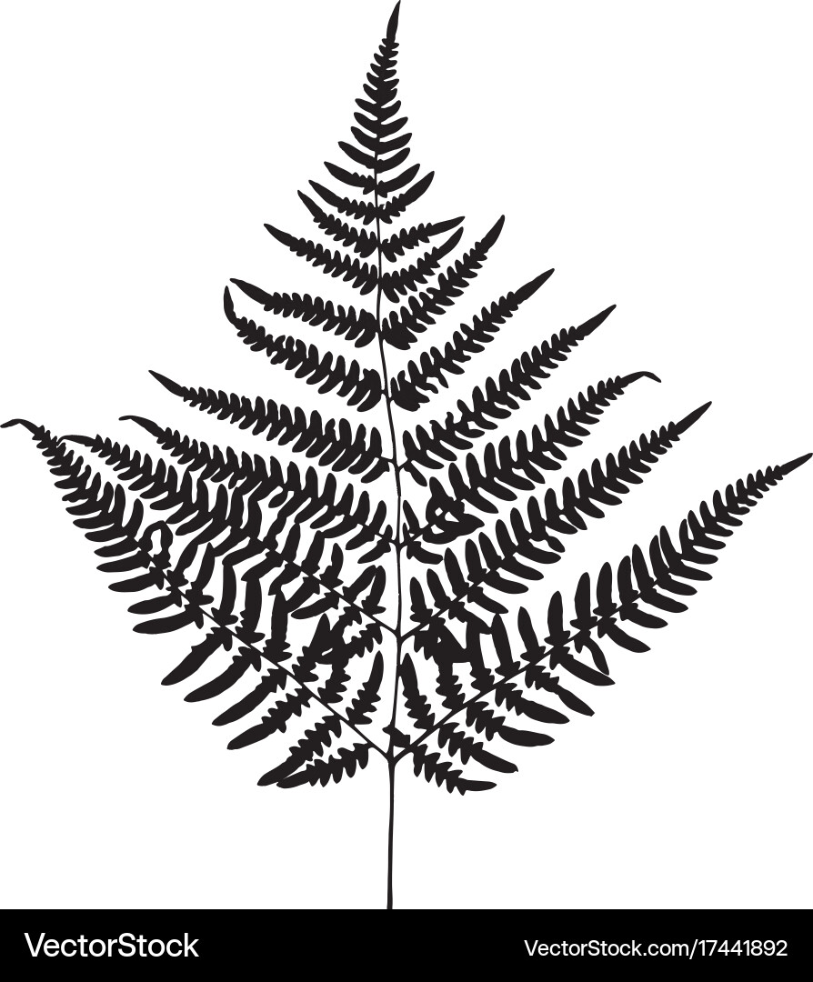 Fern leaf silhouette Royalty Free Vector Image