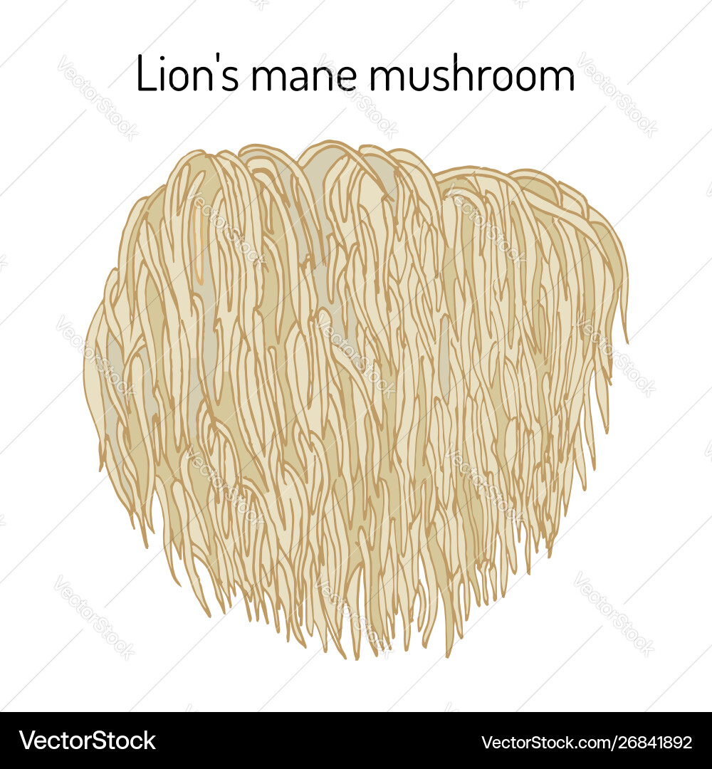 Giant dodder cuscuta reflexa medicinal plant Vector Image