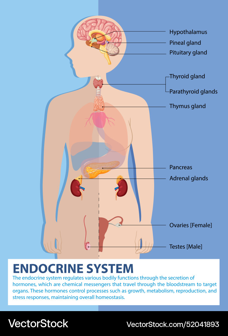 Endocrine System Labeled Diagram The Endocrine System