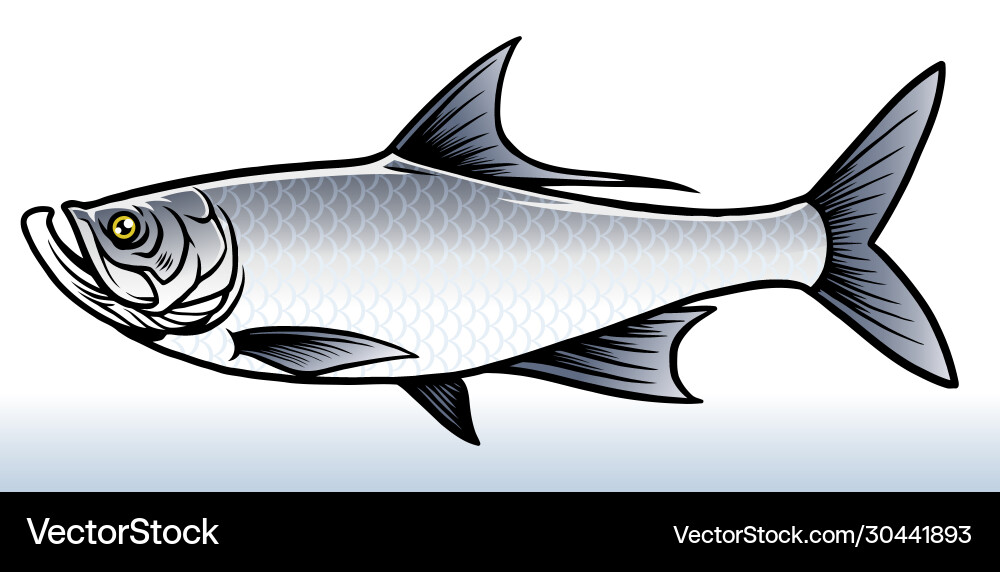 Tarpon Fish - Marine Life Royalty Free Vector Image