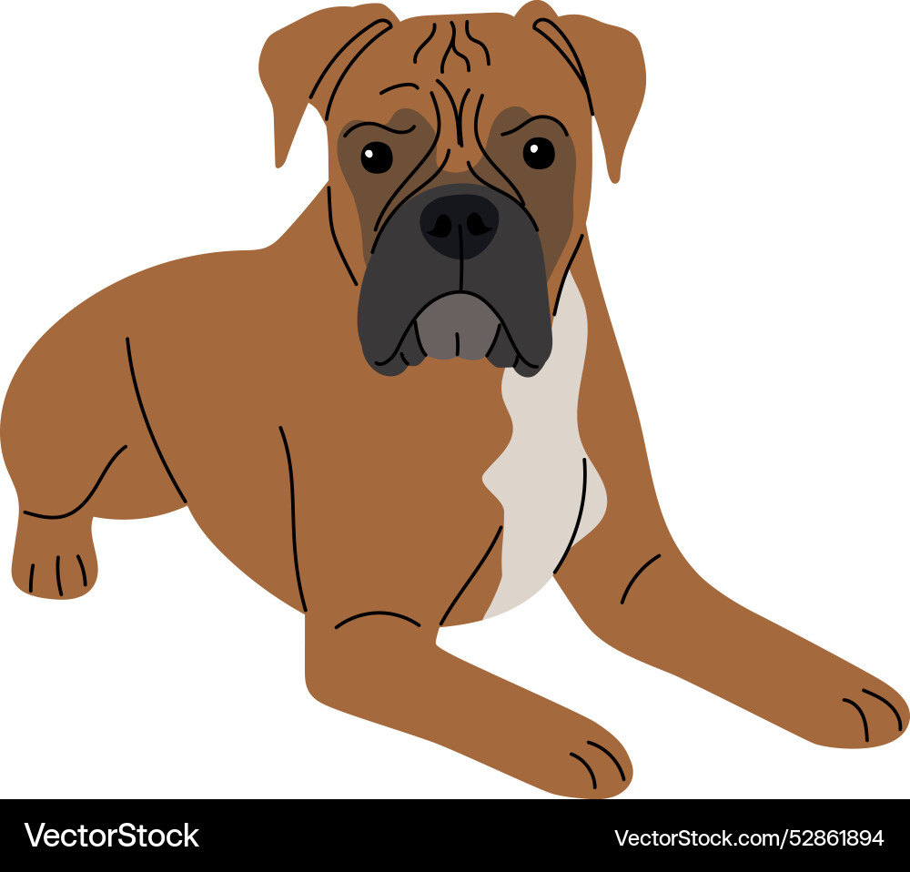 Boxer breed dog lying on a white background Vector Image
