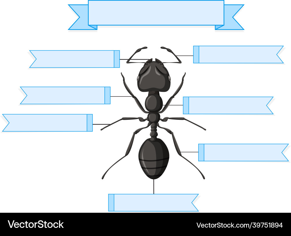 Ant Anatomy Worksheet Free Insect Worksheets For Kids