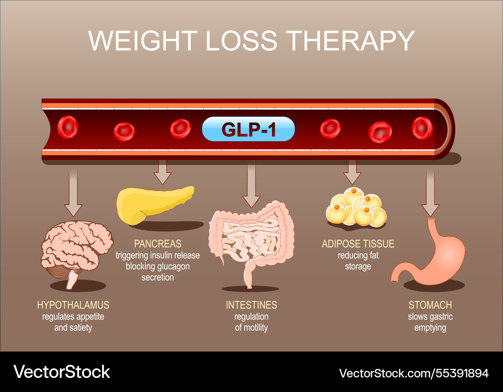 Weight loss therapy and glp-1 Royalty Free Vector Image