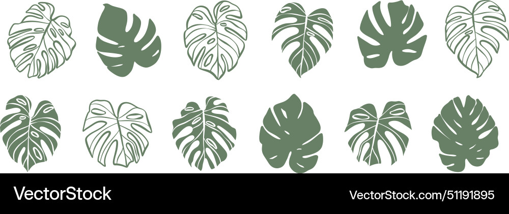 Monstera Leaf Set Isolated Hand Drawn Tropical Vector Image