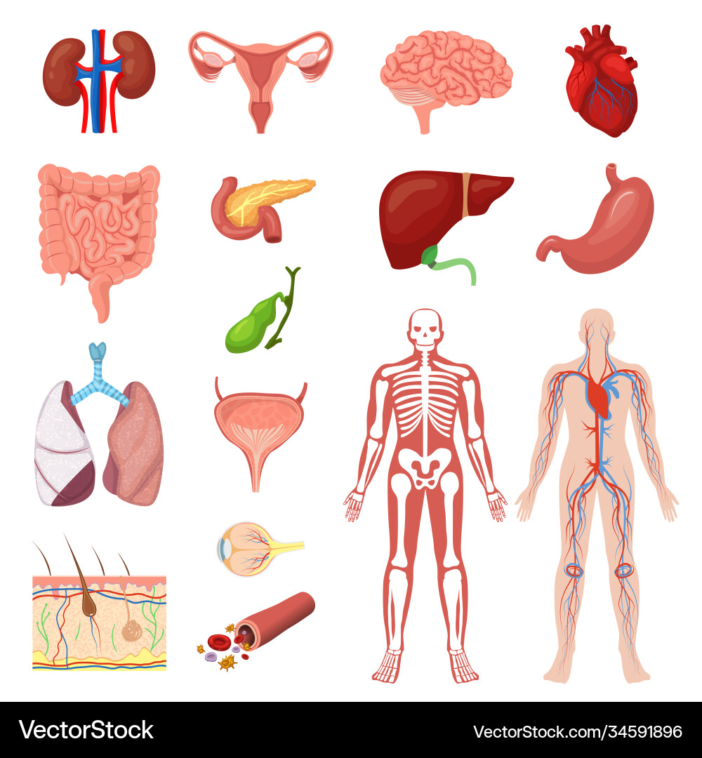 Human anatomy set cartoon Royalty Free Vector Image