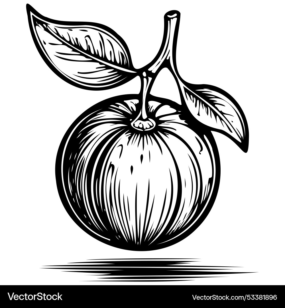 Ink orangelo realistic sketch of fruit Royalty Free Vector