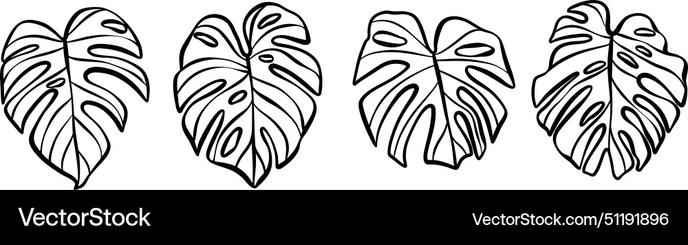 Monstera leaf clip art set isolated hand drawn Vector Image