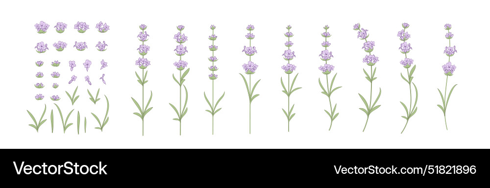 Set of lavender flowers elements collection Vector Image