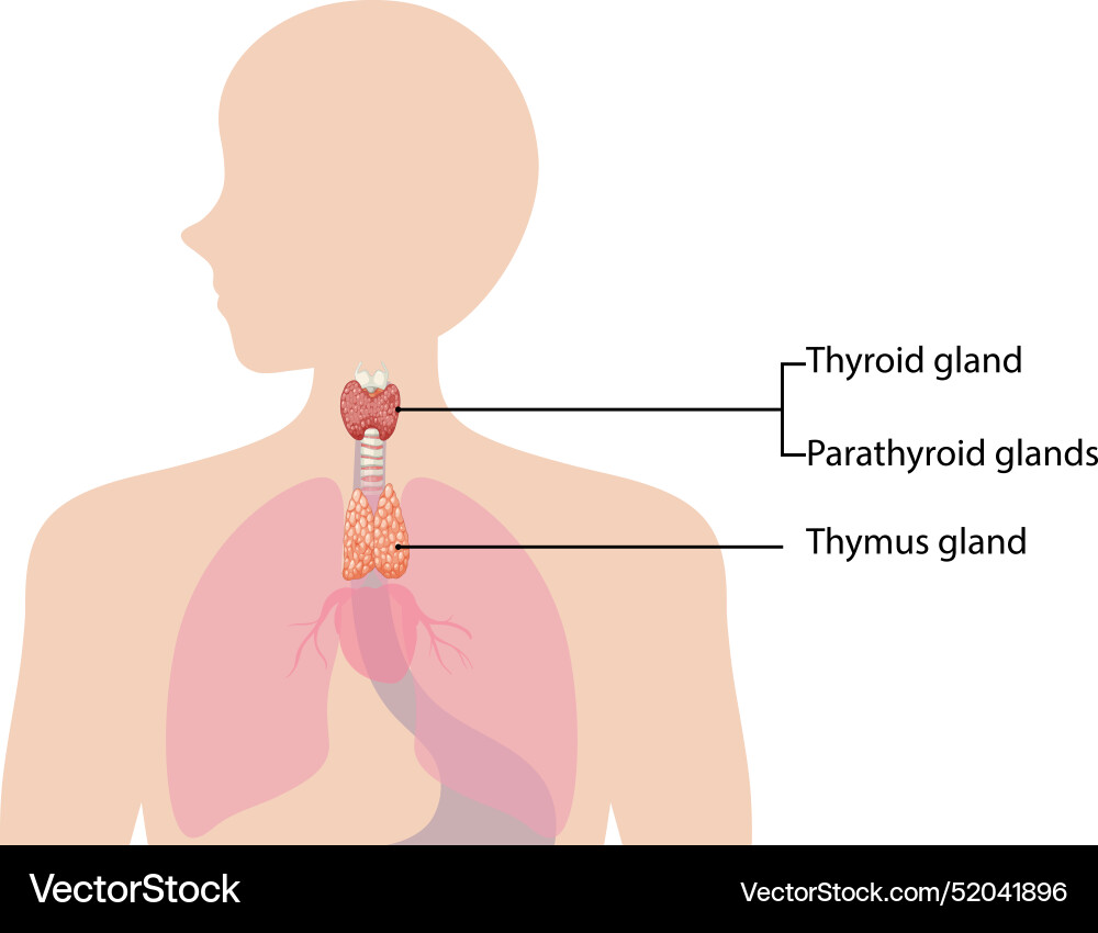 Thyroid parathyroid and thymus glands Royalty Free Vector