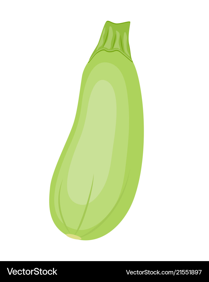 Colorful zucchini isolated Royalty Free Vector Image