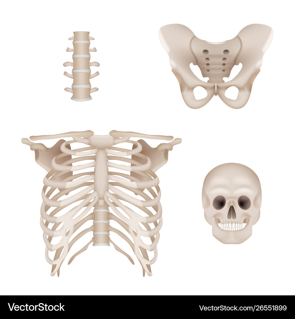 Human skeleton skull and bones anatomy Royalty Free Vector