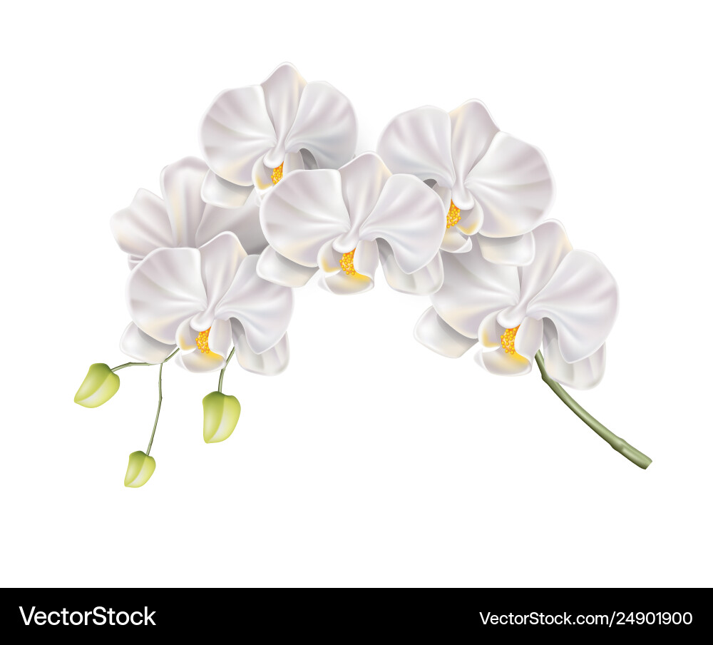 Orchidee Vector Orchid Flower Illustration Vector Download