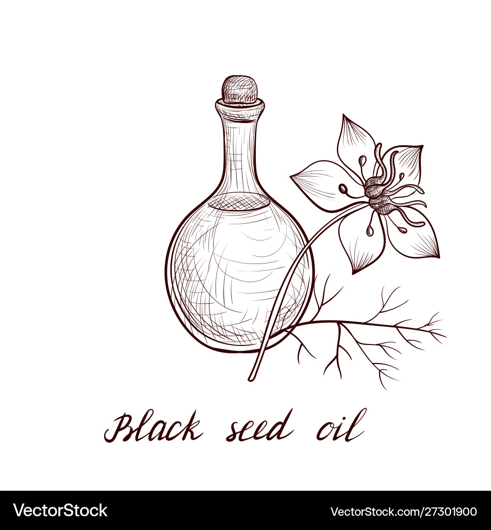 Drawing black seed oil Royalty Free Vector Image