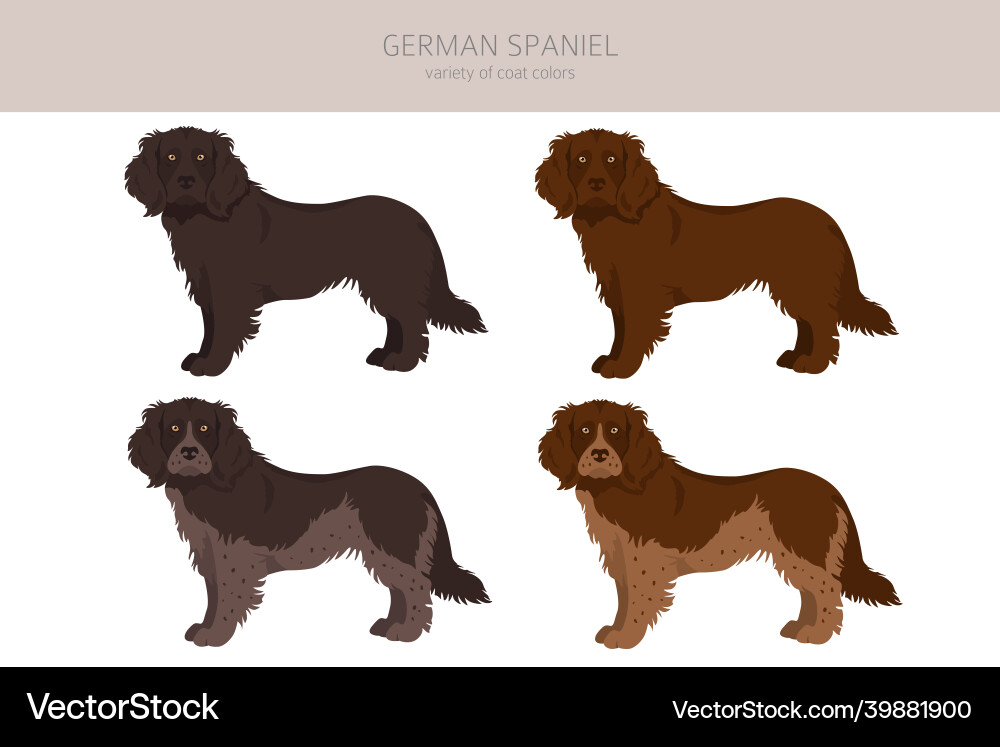 German spaniel clipart verschiedene Posen Mantel Vektorbild